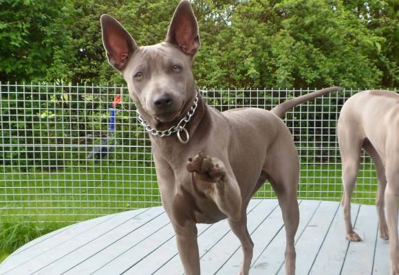 New Zealand Thai Ridgeback Dog Breeders - BlueStone Kennels » Thai ...